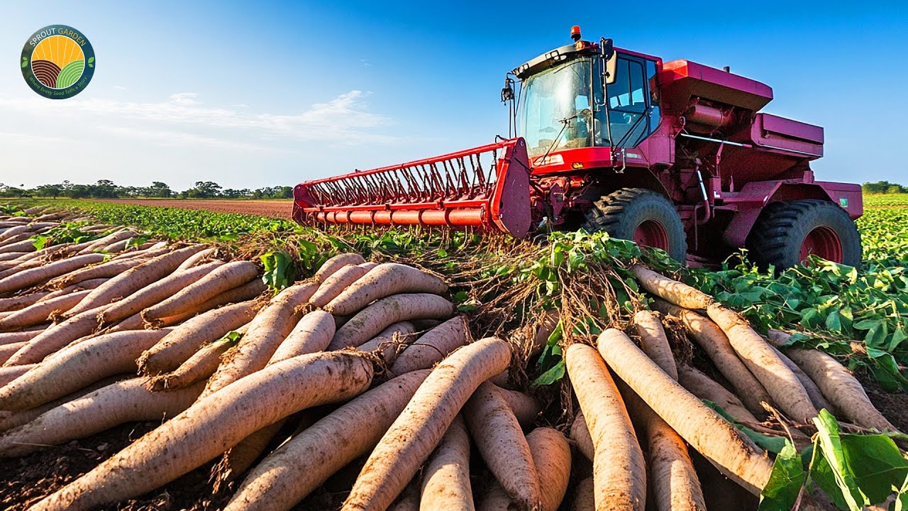 How Farmers Cultivate and Harvest Cassava – Amazing Modern Cassava ...