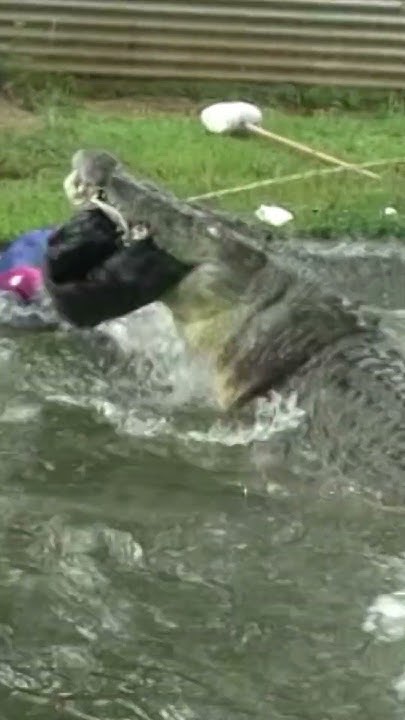 Monster Crocodile Smashes Dummy!#crocodile #alligator #animals # ...