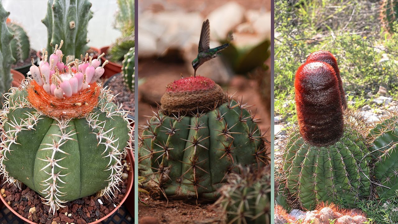 25 Tipos de cactus cubanos que debes conocer, (Melocactus)! - YouTube