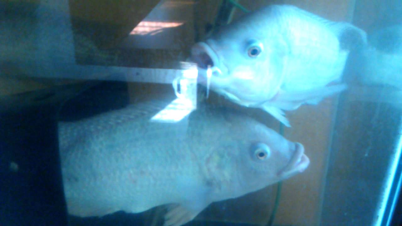 Rare Tilapia Fish - YouTube