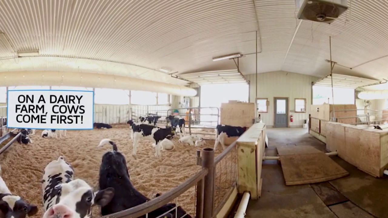 360 Degree Virtual Farm Tour: Comfortable Cows at Gervais Family Farm ...