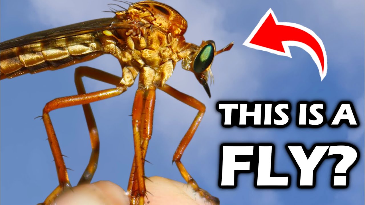 Top 5 WEIRDEST FLIES You NEVER Knew Existed! - YouTube