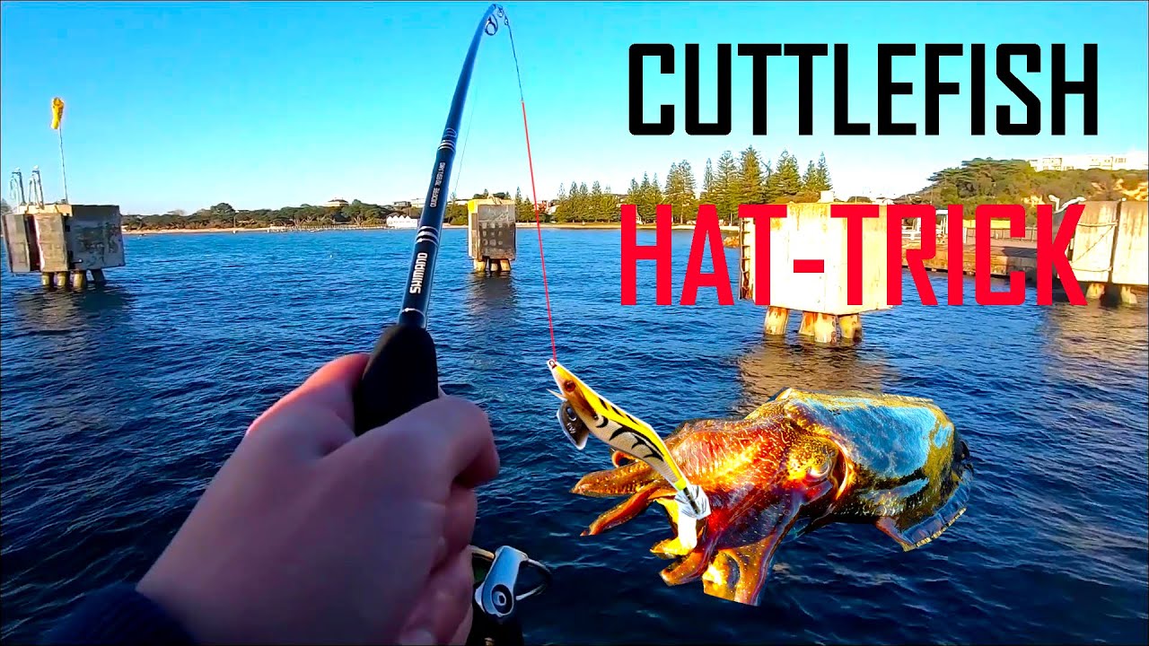 Winter GIANT Cuttlefish - 10kg Catch !! (PART 2) - YouTube