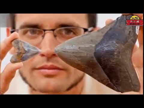 Okyanusların En Büyüğü : Megalodon Köpekbalığı Türkçe Belgesel