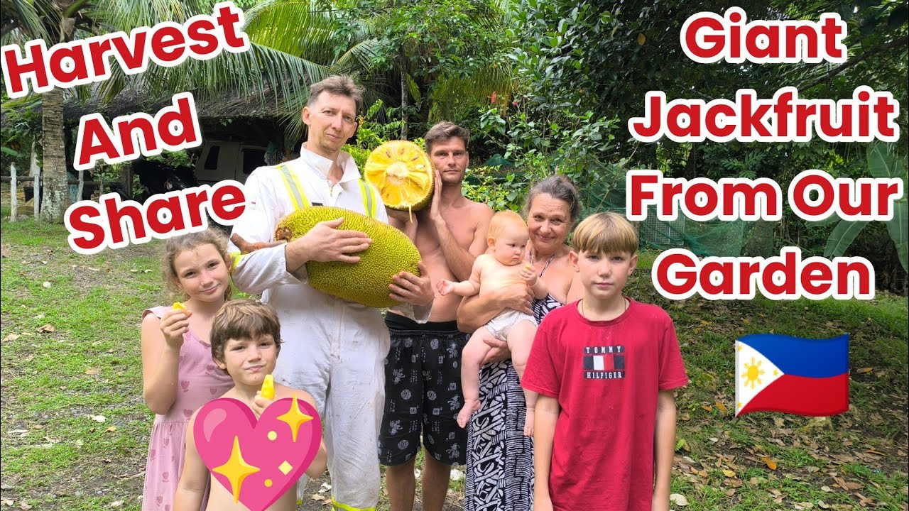 FIRST TASTE AND HOW WE HARVEST JACKFRUIT Fresh From The Tree In The ...