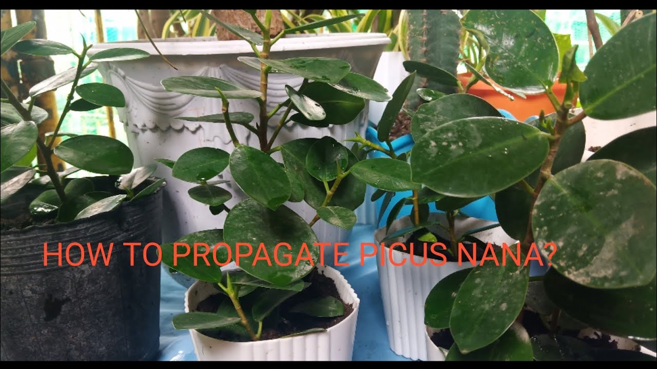 How to propagate ficus nana// Pampa swerti 2021 money plant. - YouTube
