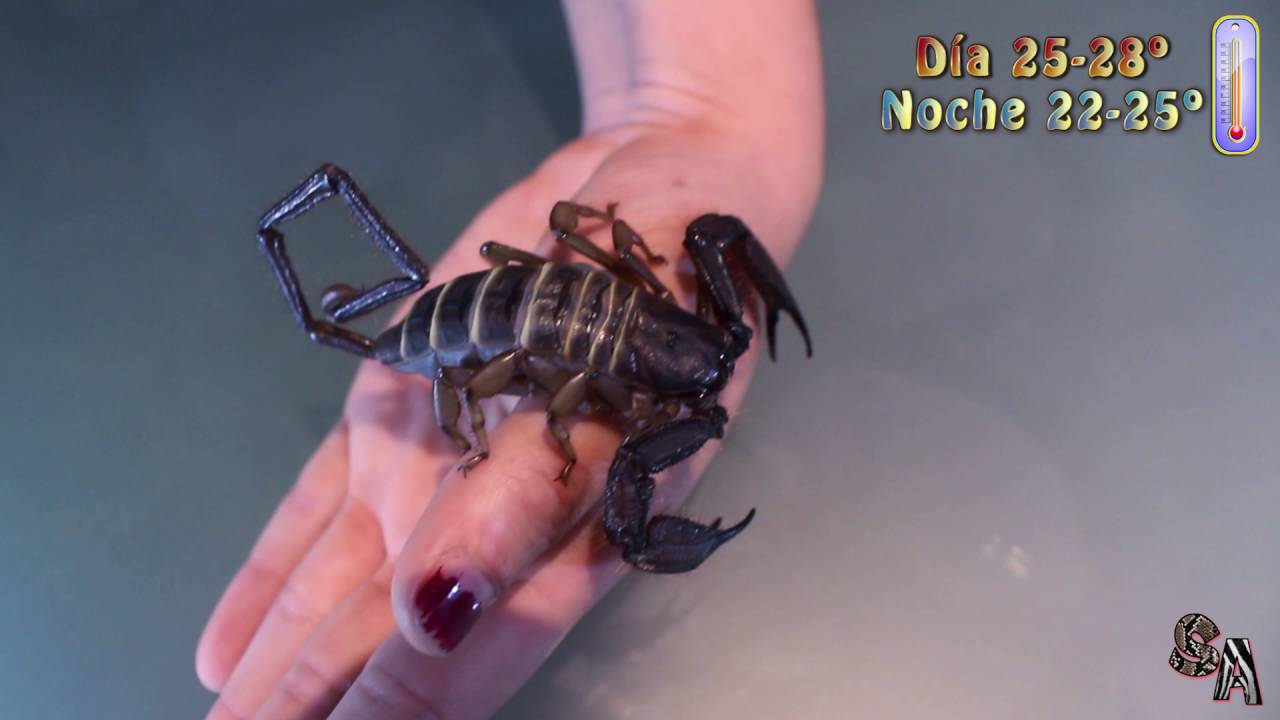 🦂 Hadogenes paucidens - Un escorpión plano y peculiar 🦂 - YouTube