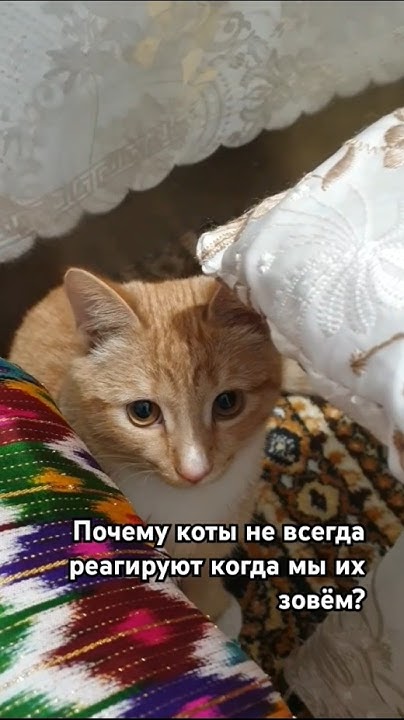 Почему котик не реагируют котики коты кот Catshorts Youtube