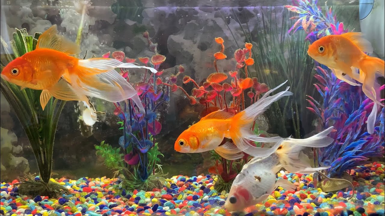 An extended version of the goldfish swimming around in the fish tank ...