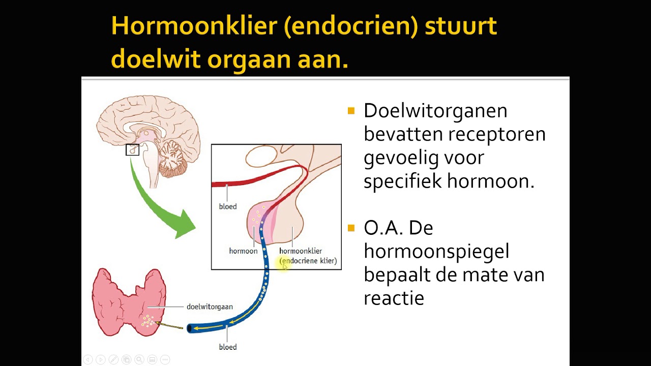 hormonale regeling basis vwo - YouTube