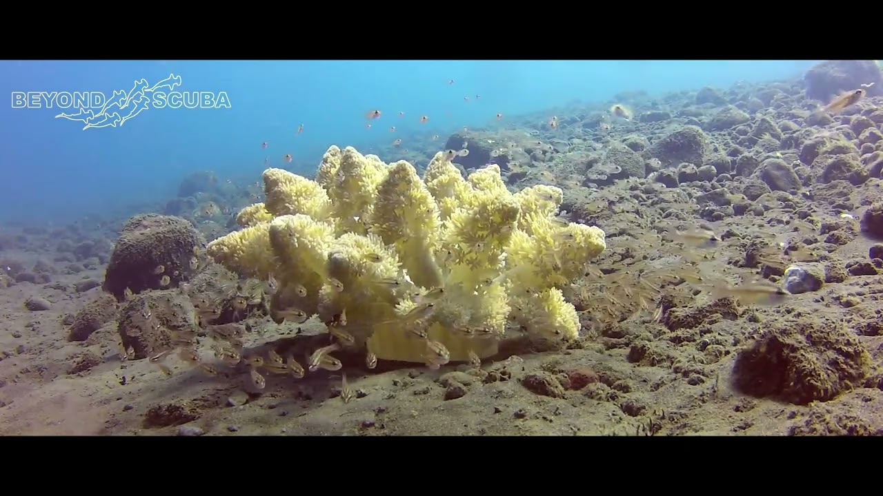 Hell’s Fire Anemone (Actinodendron arboreum) - YouTube