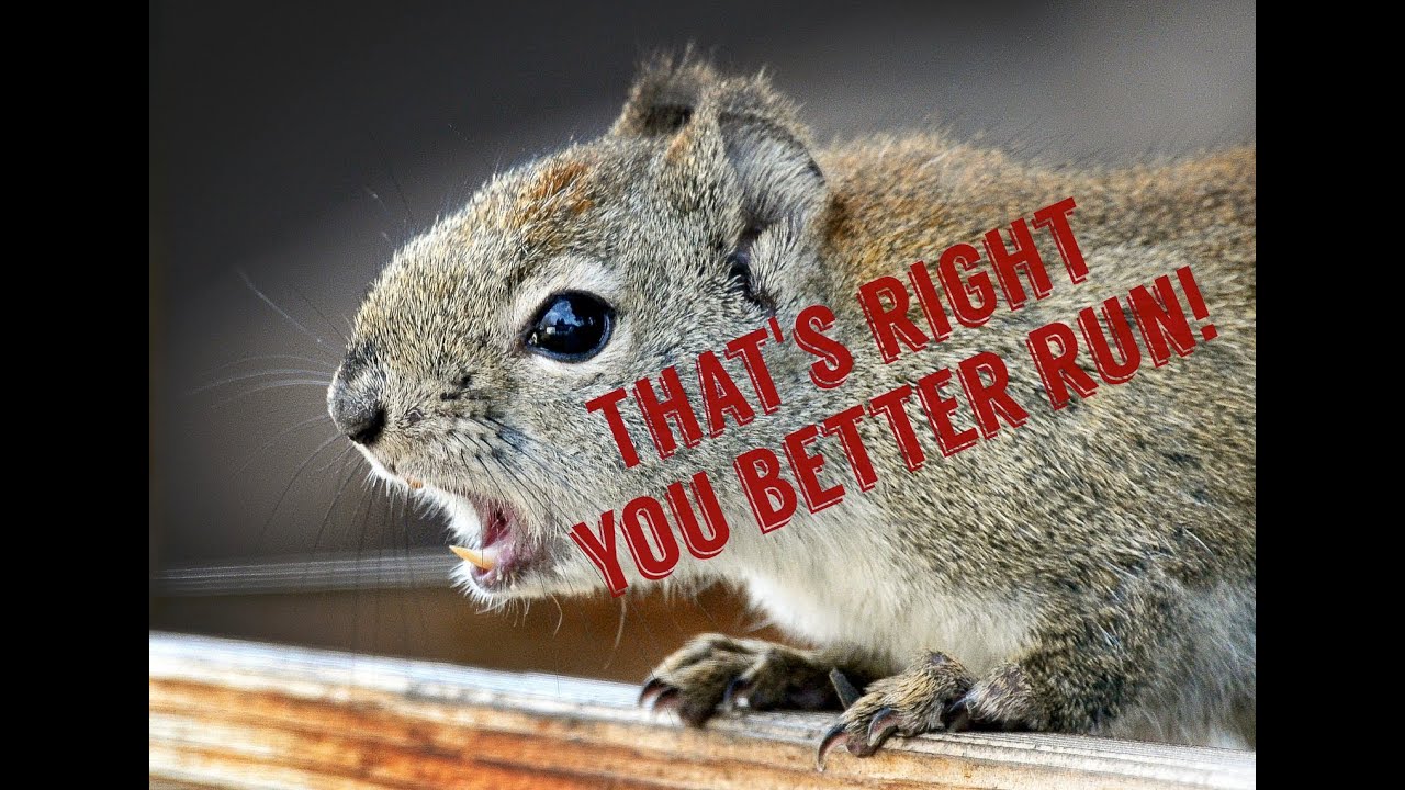 Squirrel Attacks Motorcycle and Has a Change of Heart - YouTube