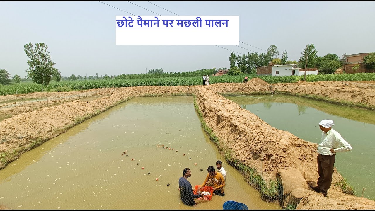 Making Fish farming a success using small size ponds ( Part-1) - YouTube
