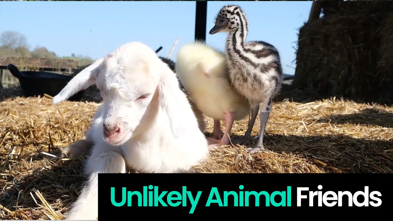 Rare Connections: Unlikely Animal Friendships - YouTube