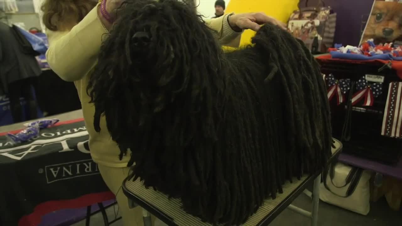 Meet the Puli a.k.a. Mop Dog - YouTube