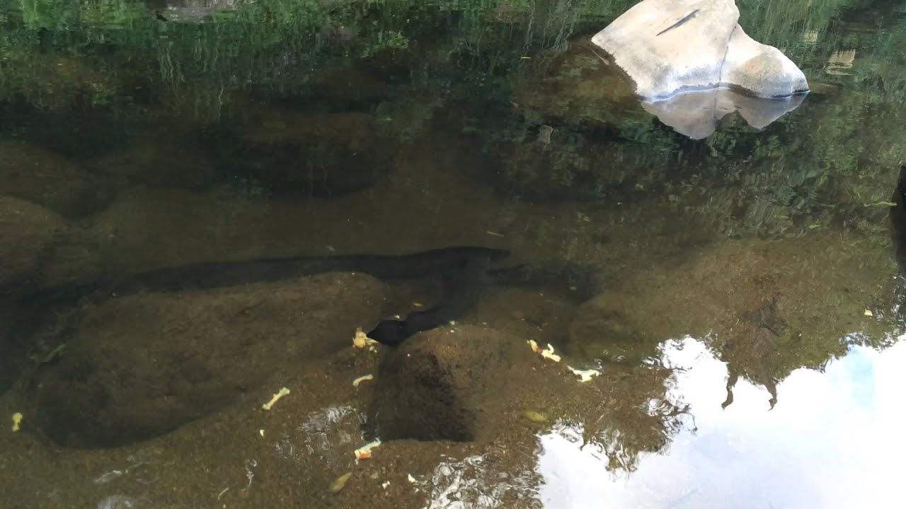 Feeding wild eels - YouTube