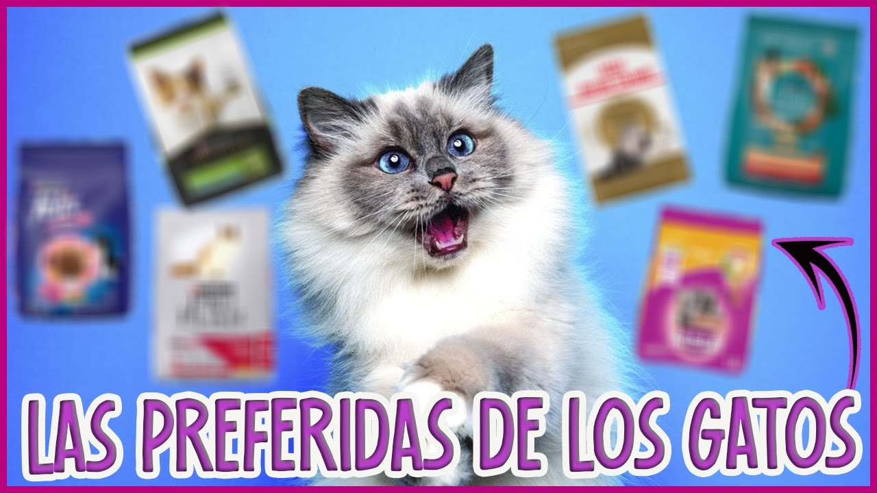 LAS MEJORES MARCAS DE CROQUETAS PARA GATOS SEGÚN SUS DUEÑOS ...