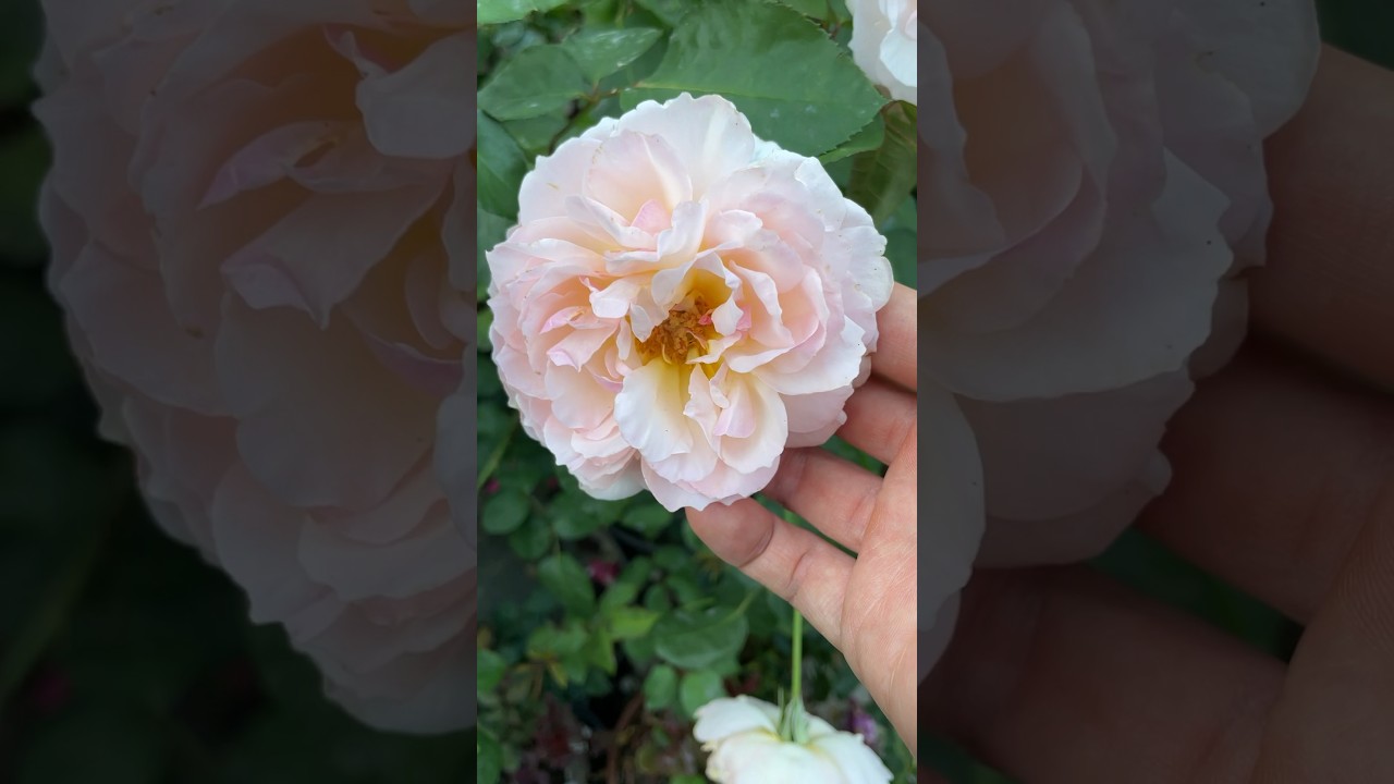 Moonlight in Paris Rose - YouTube