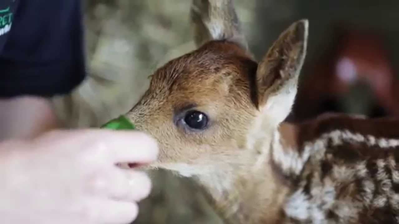 Real life Bambi looked after at wildlife centre - YouTube
