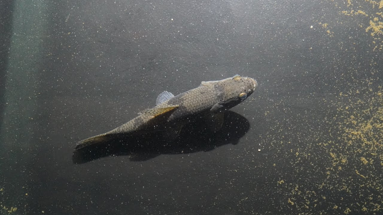 Aimara wolf fish....shallow water... - YouTube