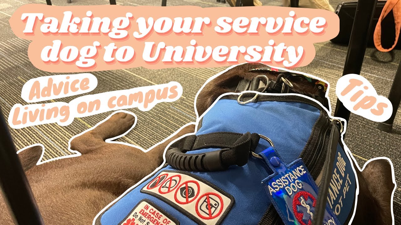 Taking your SERVICE DOG to UNIVERSITY || Advice, tips, life on campus ...