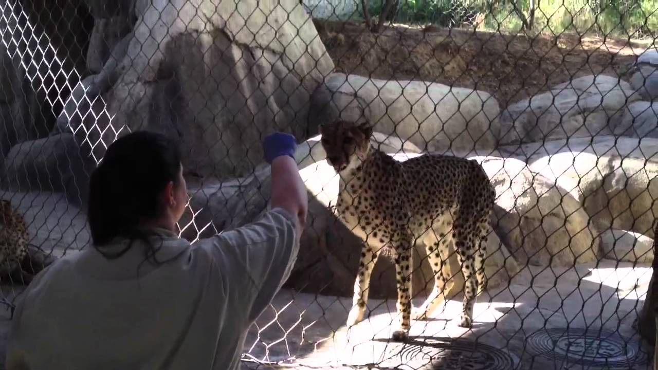 Dallas Zoo Predator Encounter (cheetahs) - YouTube