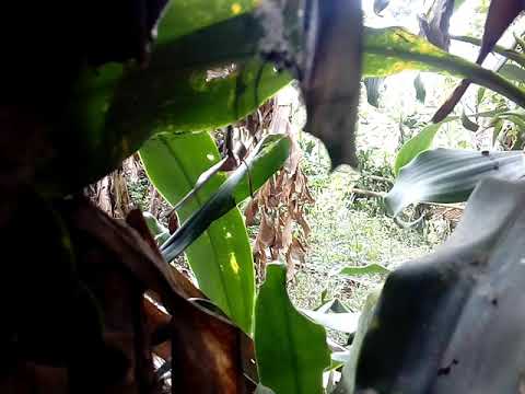 J4nd@ cantlk  di kebun pisang ...