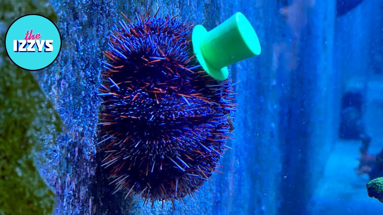 3D Printing Hats for Our Sea Urchin! - YouTube