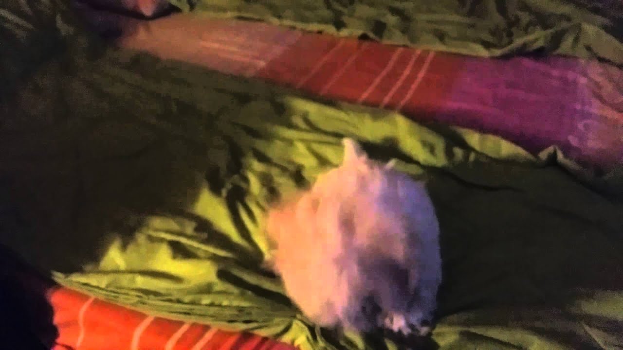Speed dog #funnydog - YouTube
