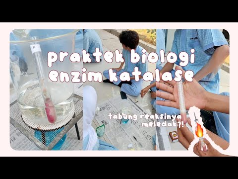 we test the activity of the catalase enzyme! (biology practice) - YouTube