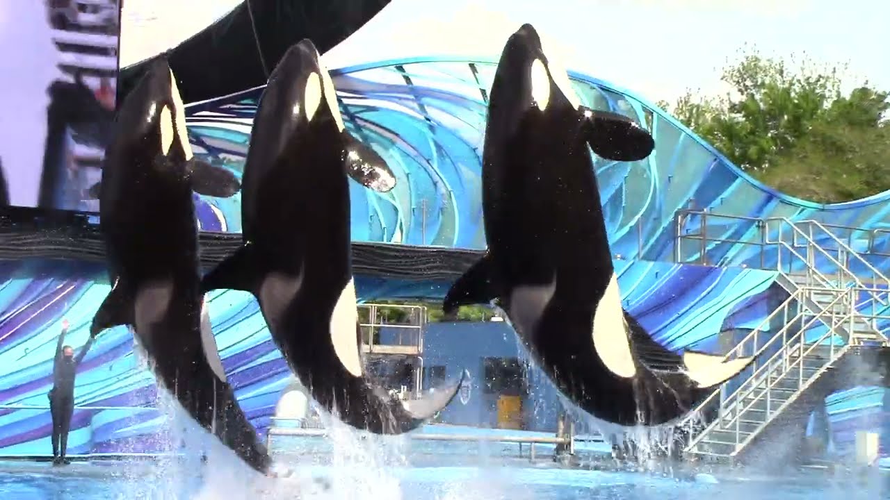 Malia, Nalani, and Katina's High Jump - During Orca Encounter at ...