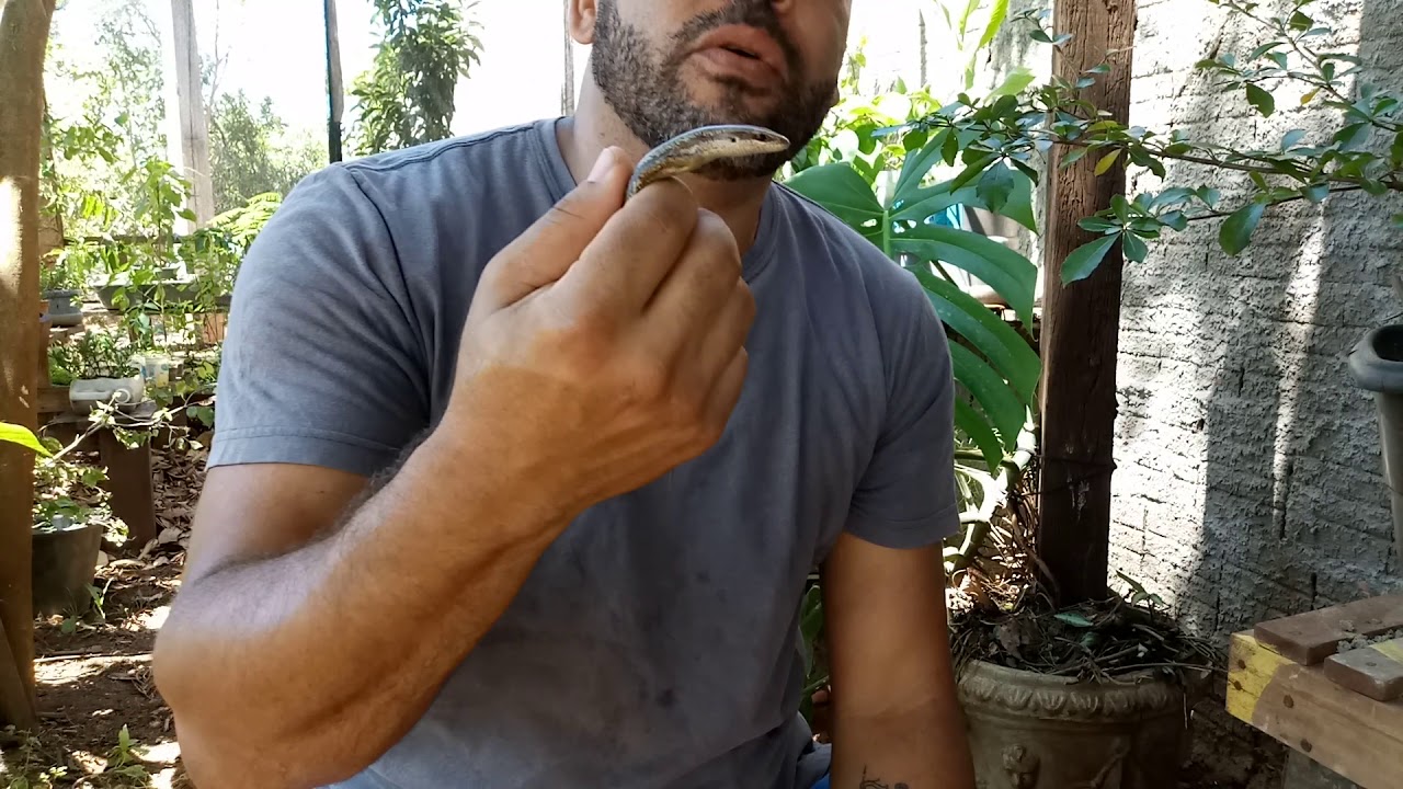 Calango de vidro ou Calango cobra - YouTube