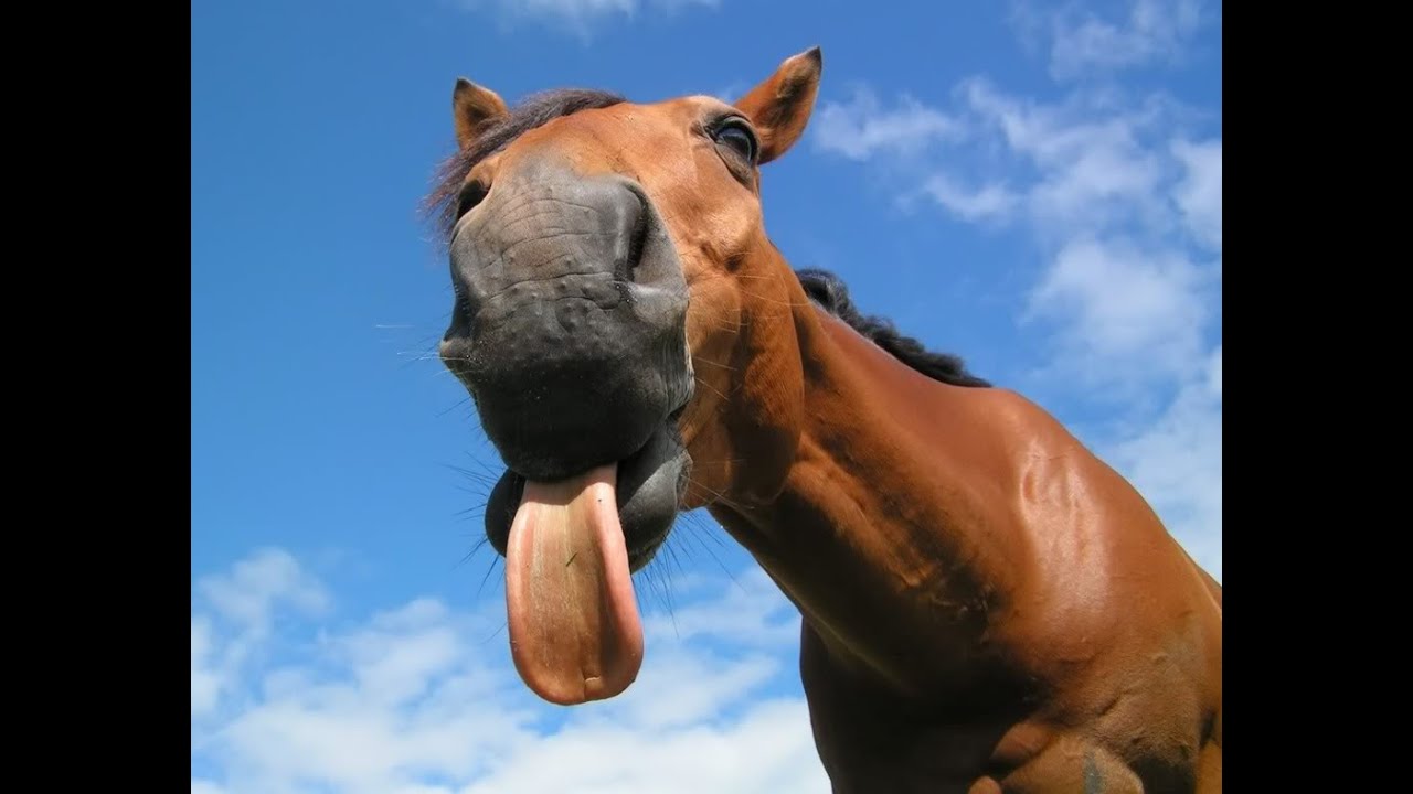 Grappige Paarden Filmpjes 2021 Te Schattige Pony's 😍 - YouTube
