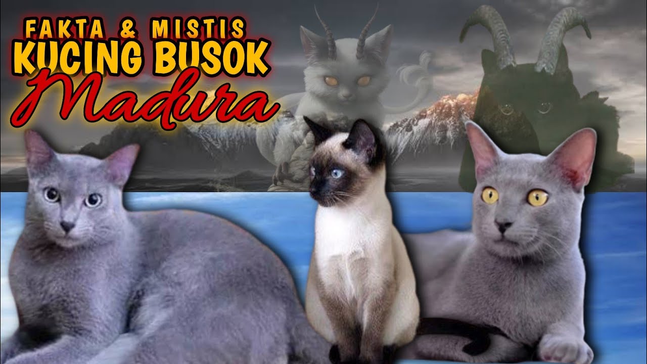 Fakta dan mitos Kucing busok || Kucing madura yang diakui dunia - YouTube
