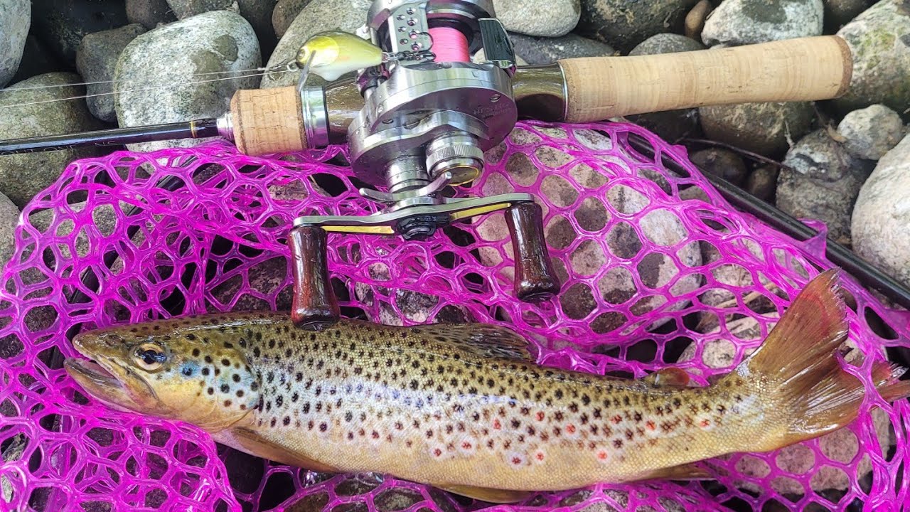 23 Calcutta conquest bfs hg + Shimano Trout One NS. BFS Stream fishing ...