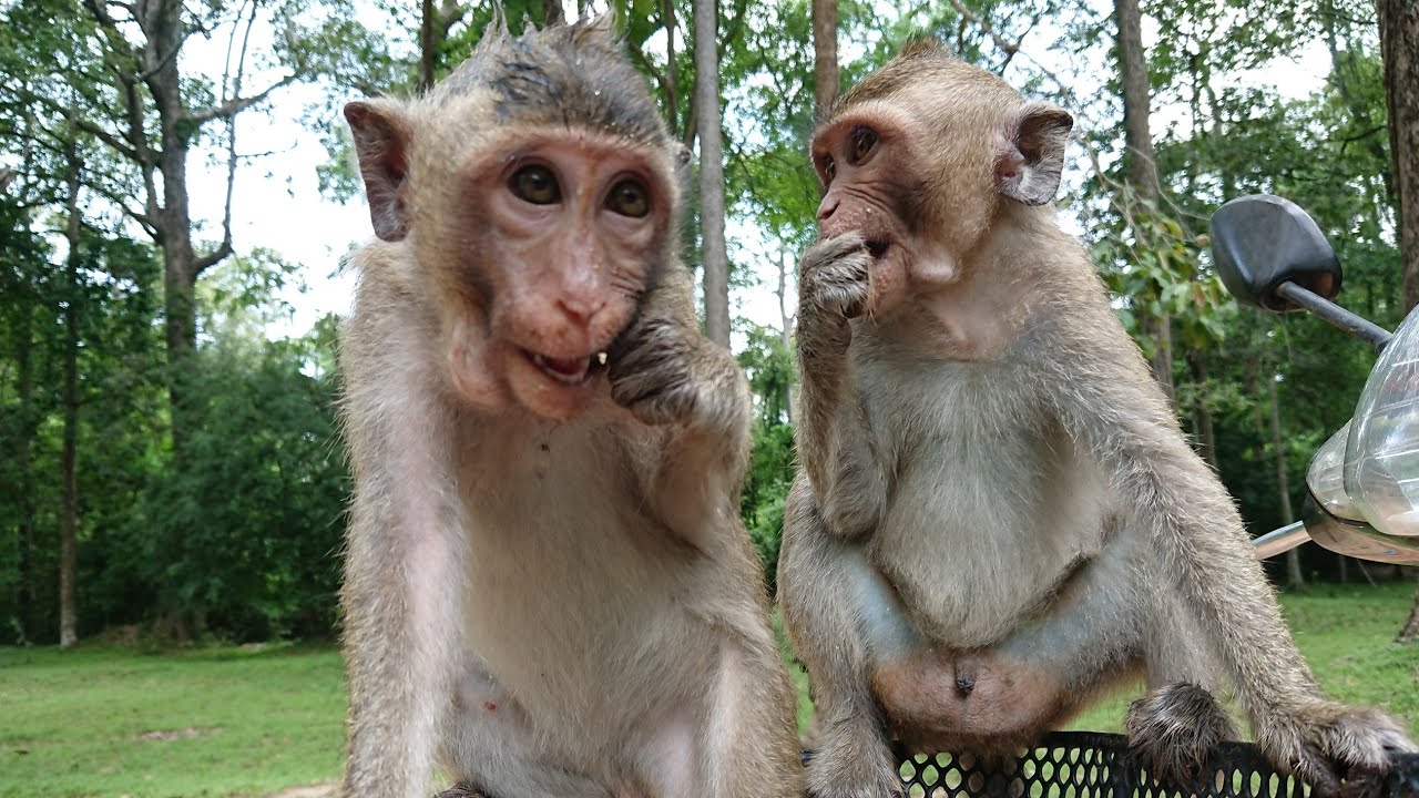 Cambodia Lovely Monkey In Siem Reap Today 2019-06-02. - YouTube