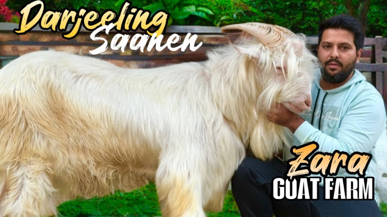 Zara Goat Farm, Mira Road | Darjeeling Saanen Breeding Setup - YouTube