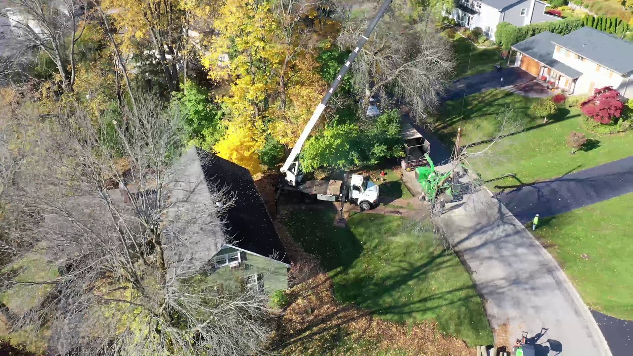 Tree Removal Aerial Time Lapse 4k - YouTube