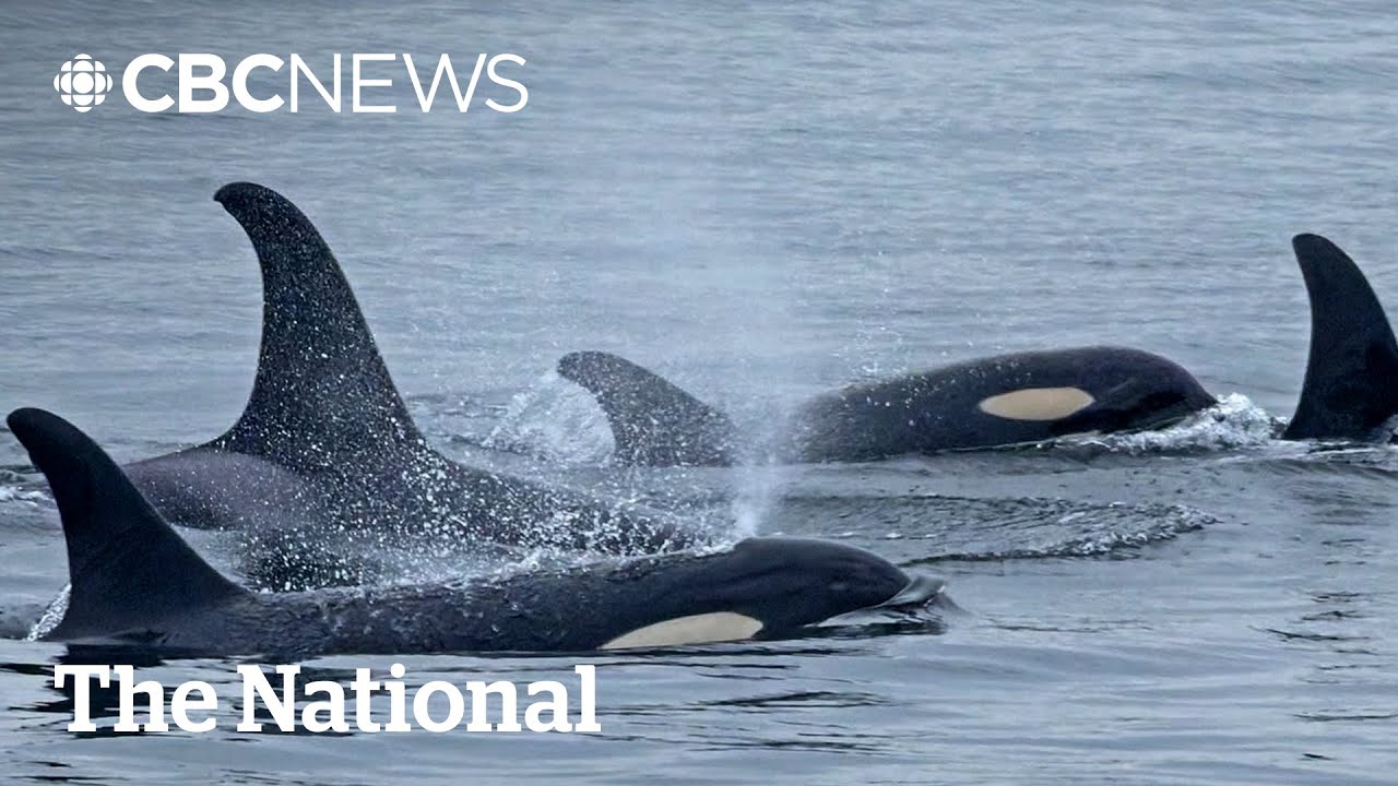 #TheMoment a pod of orcas got their belly rubs - YouTube