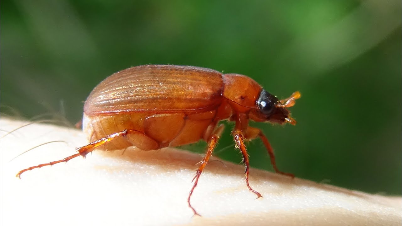 Serica brunnea - (Linnaeus, 1758) - (Scarabaeidae) - Brown Chafer ...