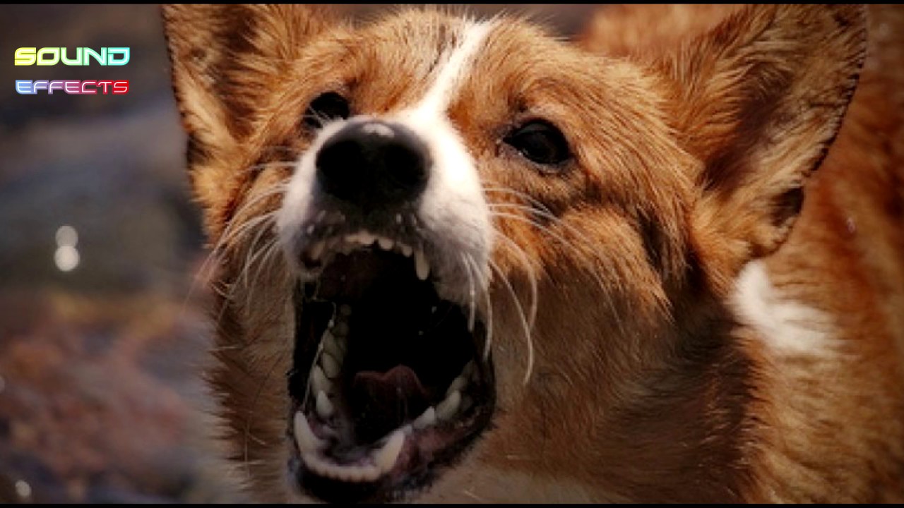 Dog Barking Sound Effect #16 - YouTube