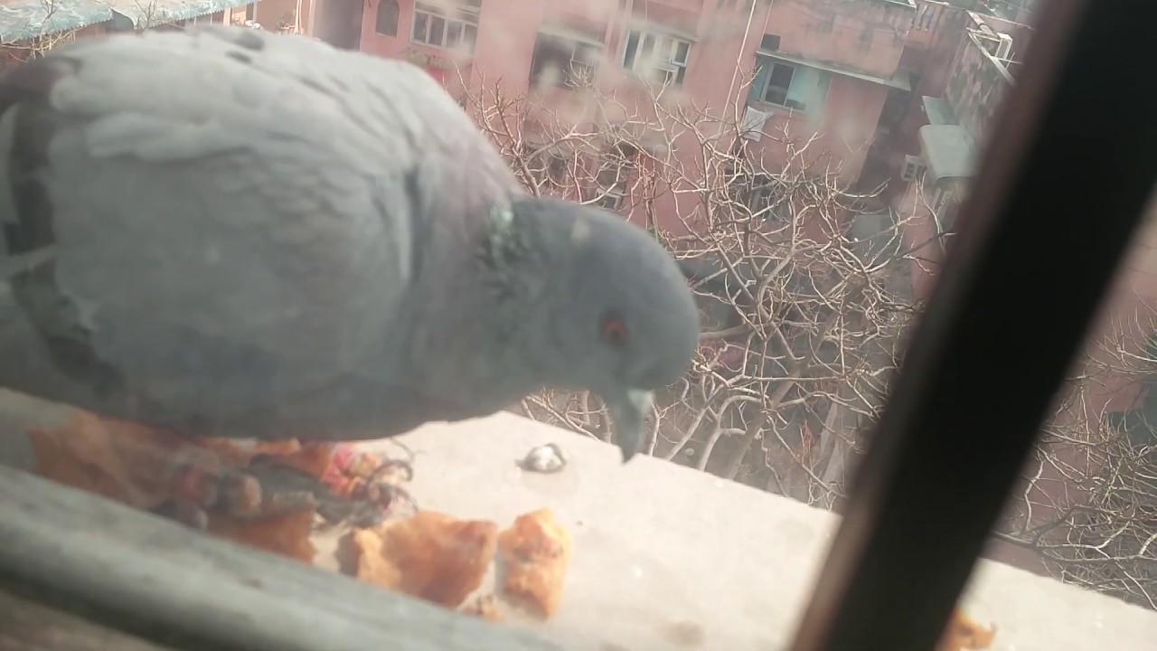 Suffering of A bird | Just see the claws | Stop kite Flying in Delhi ...