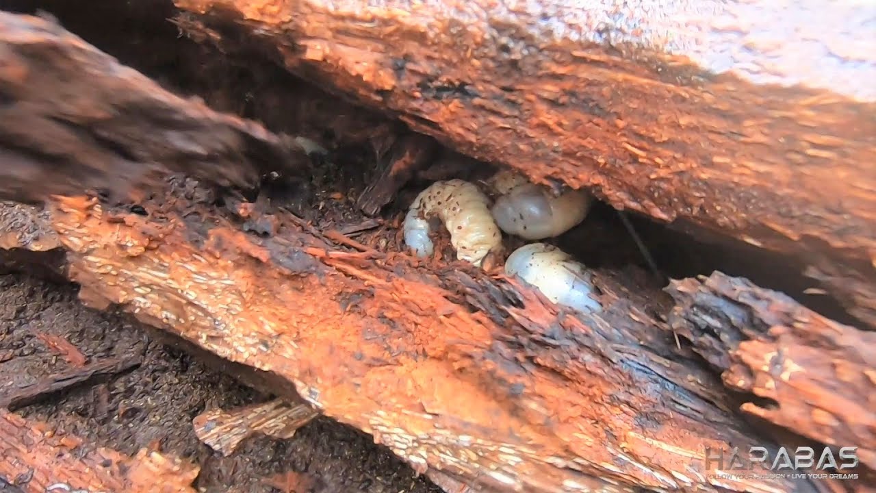 Ep296-Part1 - Coconut Worm (Uok) Taste Test | Occ. Mindoro - YouTube