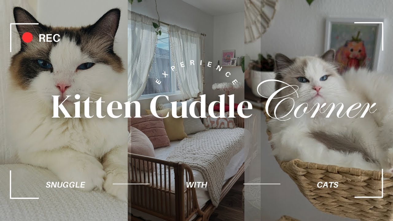 Kitten Cuddle Corner: The Ultimate Cat Experience! - YouTube
