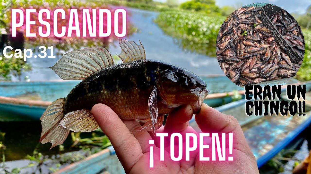 Asi es la tradicional pesca de Topen!! eran un chingo!! - YouTube