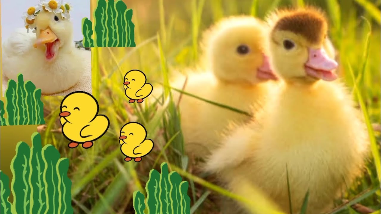 The cuteness of little ducks playing in the morning ( part 3 ) 🐣🐣🐣 ...