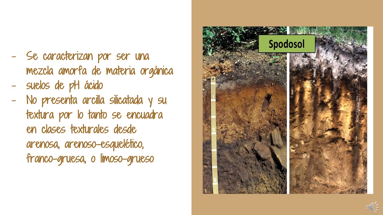 spodosoles y ultisoles - YouTube