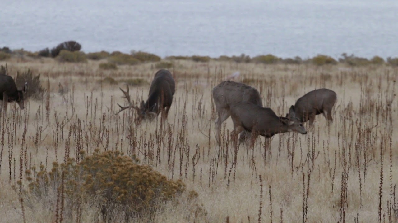 Antelope Island buck double D - YouTube