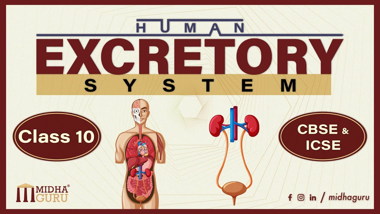 Human excretory system class 10 ICSE / 10 CBSE / 11 CBSE - YouTube