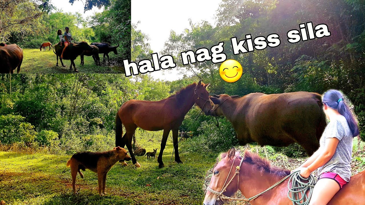 RIDING HORSE AND CARABAO KAHIT MAINIT 😊 kabayo at kalabaw nag kiss ...
